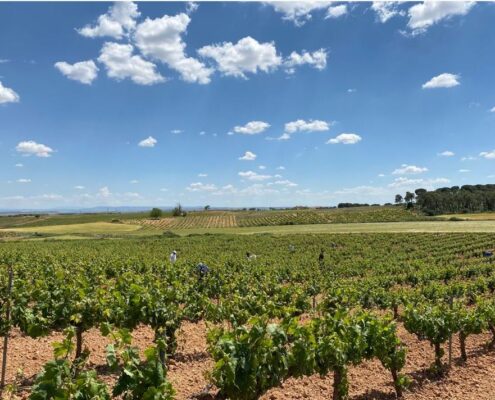 GRAN TÁBULA - The Spanish wines